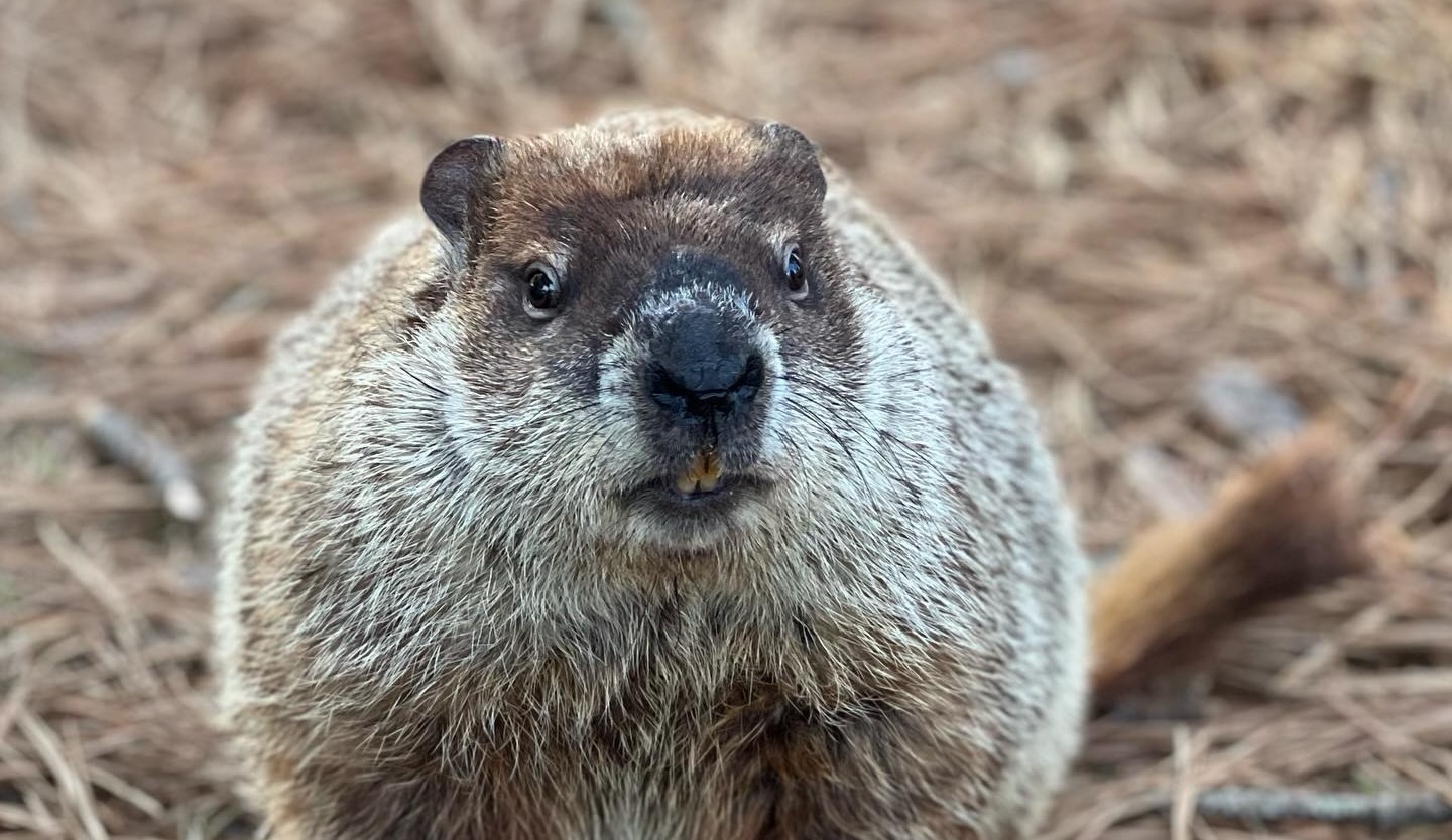 Allen McButterpants from Hampton Bays, New York — GROUNDHOG DAY