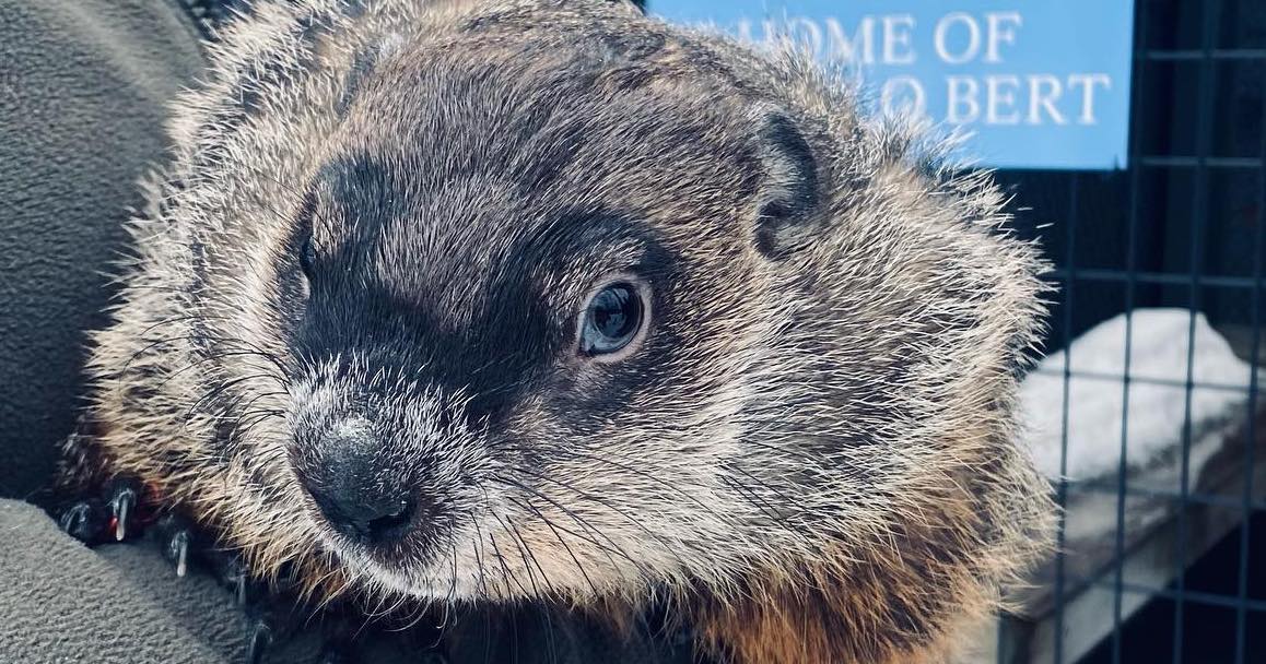 Buffalo Bert from Buffalo, New York — GROUNDHOG DAY