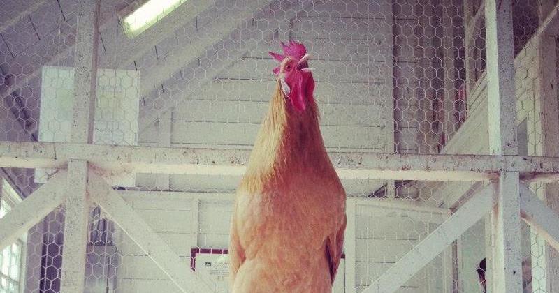 Cluxatawney Henrietta from Katonah, New York — GROUNDHOG DAY