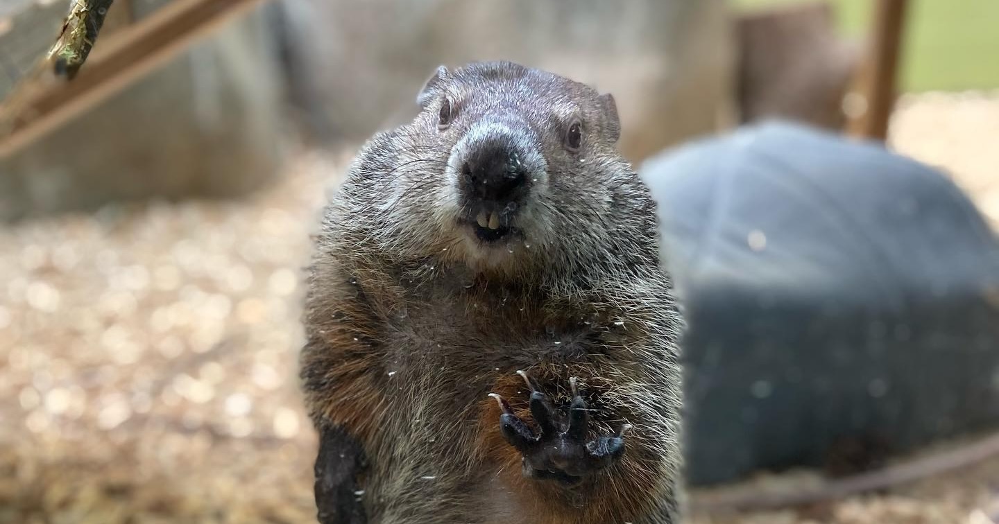 Cornelia the Groundhog from Worcester, Massachusetts — GROUNDHOG DAY