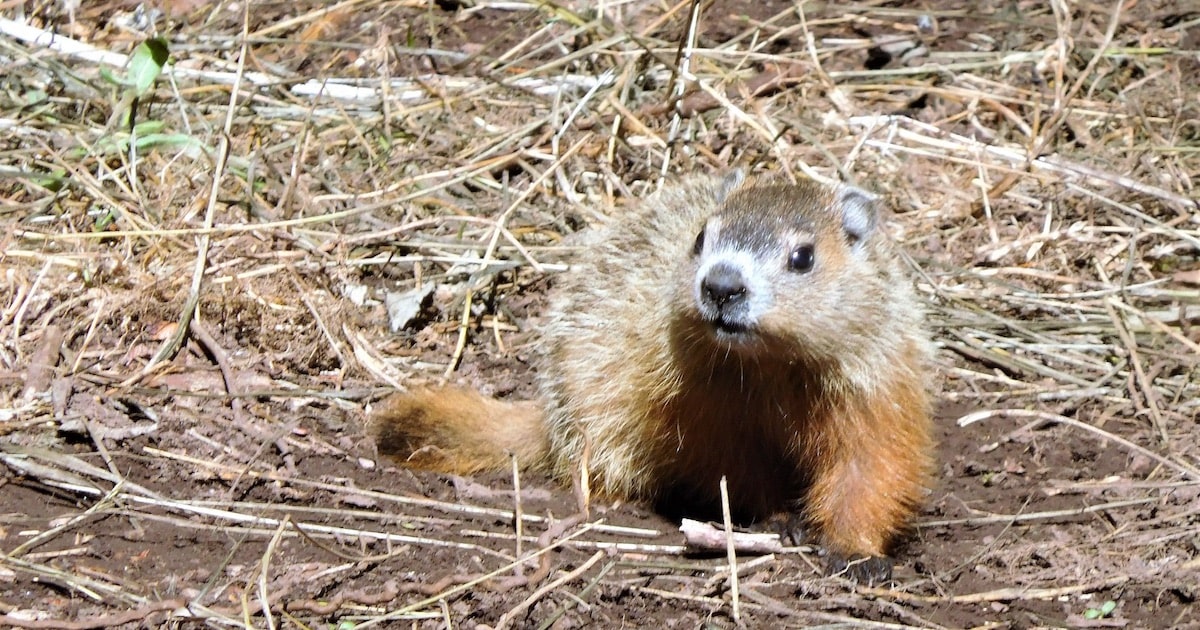 Fred la Marmotte from Val-d’Espoir, Quebec — GROUNDHOG DAY