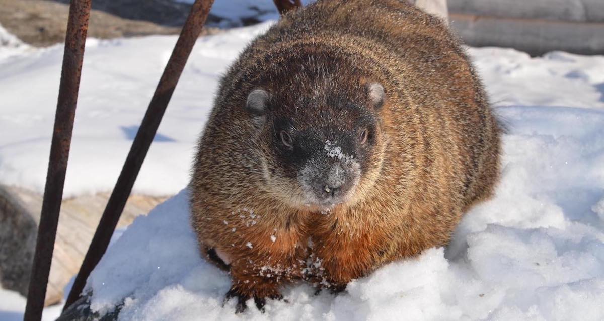 Heaven’s Wildlife Harvey from Oil Springs, Ontario — GROUNDHOG DAY