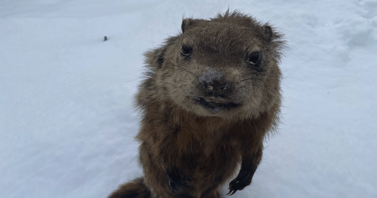 Poor Richard from York, Pennsylvania — GROUNDHOG DAY