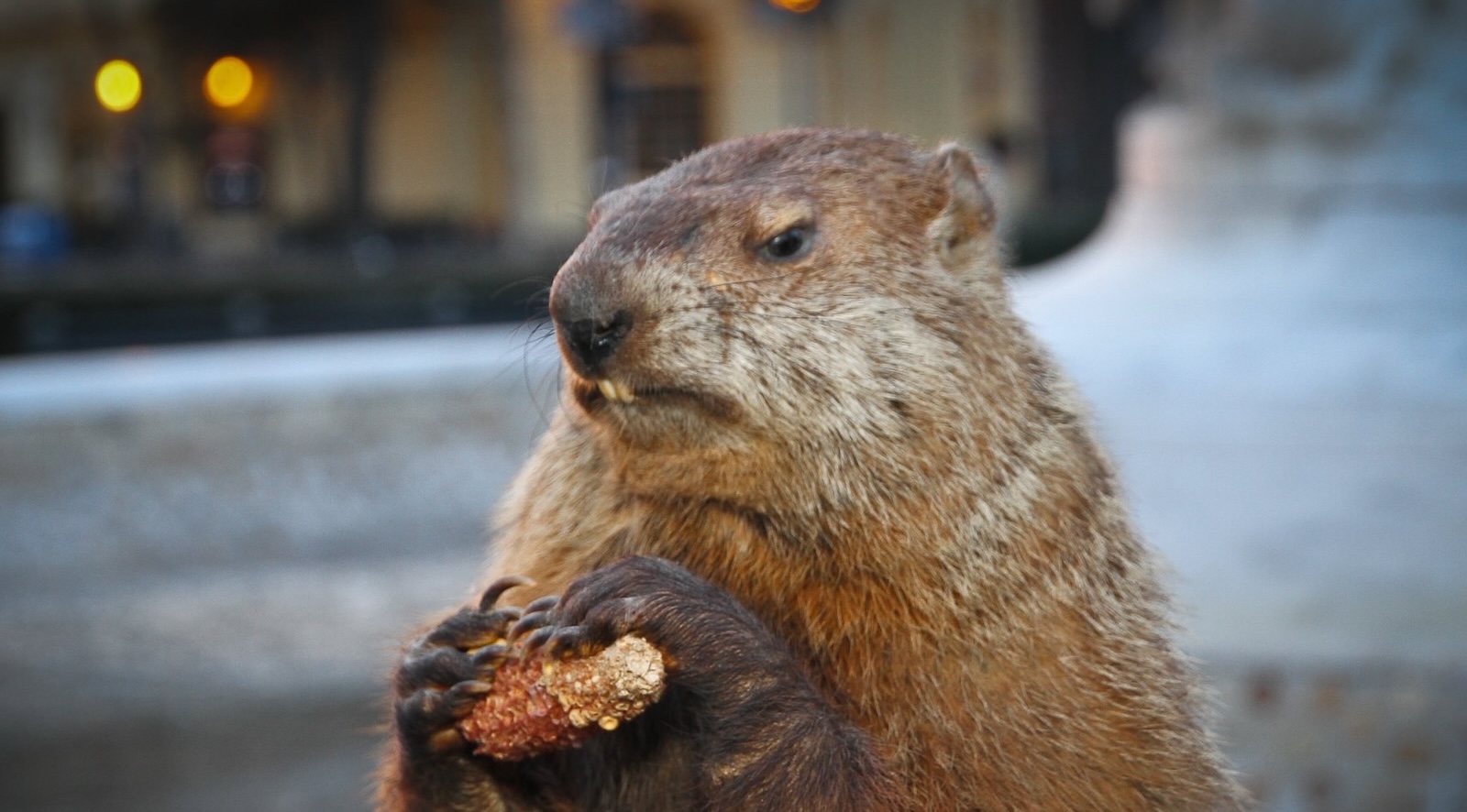 Potomac Phil from Washington, District of Columbia — GROUNDHOG DAY
