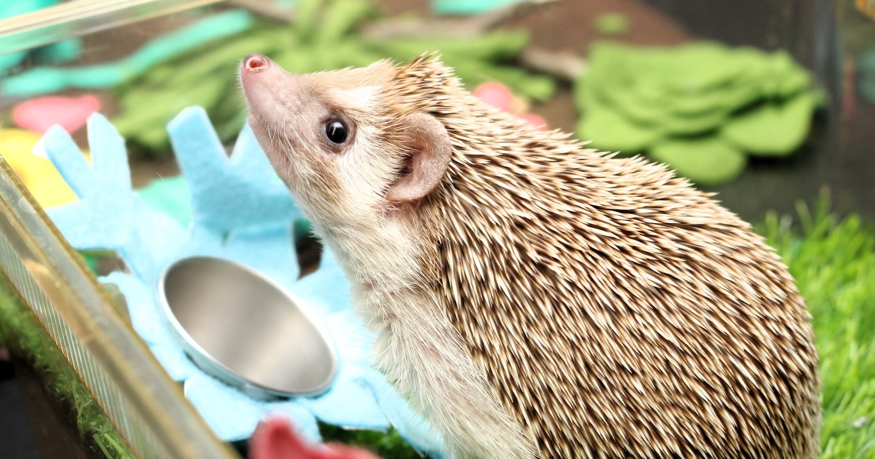 Walnut the Hedgehog from Dayton, Ohio — GROUNDHOG DAY