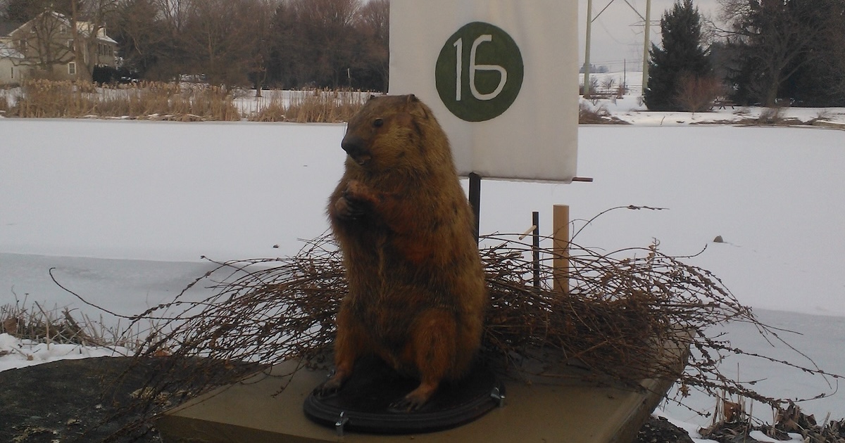 Yahdee the Groundhog from Orefield, Pennsylvania — GROUNDHOG DAY